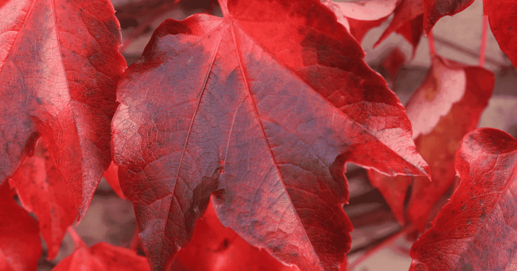 20 Red Color Matches to Elevate Your Decor – Colors that GO