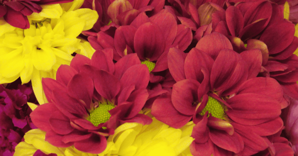 20 Maroon Color Schemes to Elevate Your Design – Colors that GO