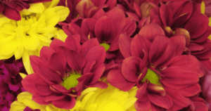 20 Maroon Color Schemes to Elevate Your Design – Colors that GO