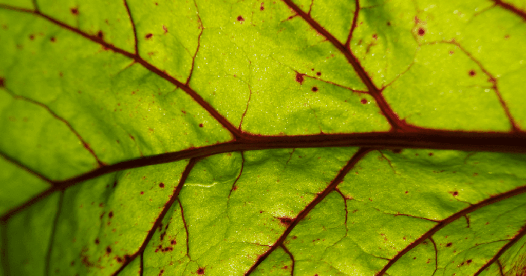 20 Maroon Color Schemes to Elevate Your Design – Colors that GO