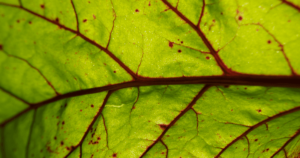 20 Maroon Color Schemes to Elevate Your Design – Colors that GO