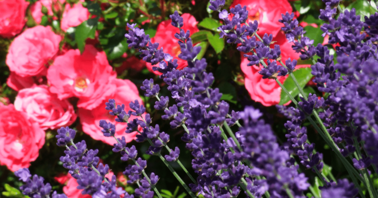 Pink Perfection: 20 Best Color Combinations to Try – Colors that GO