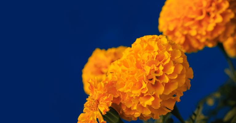 Upgrade Your Style: 20 Colors That Complement Blue – Colors that GO