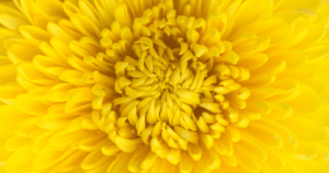 20 Best Colors for a Gorgeous Yellow Color Scheme – Colors that GO