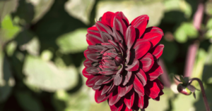 20 Maroon Color Schemes to Elevate Your Design – Colors that GO